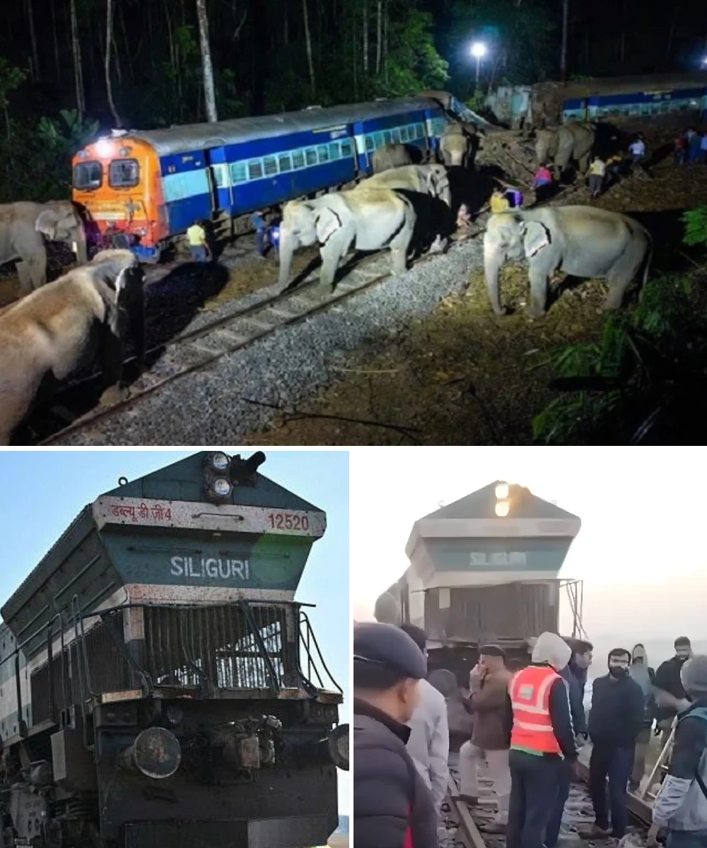 A h0rrific scene in Assam: Eight elephant carc@sses li3 sc@ttered on ...